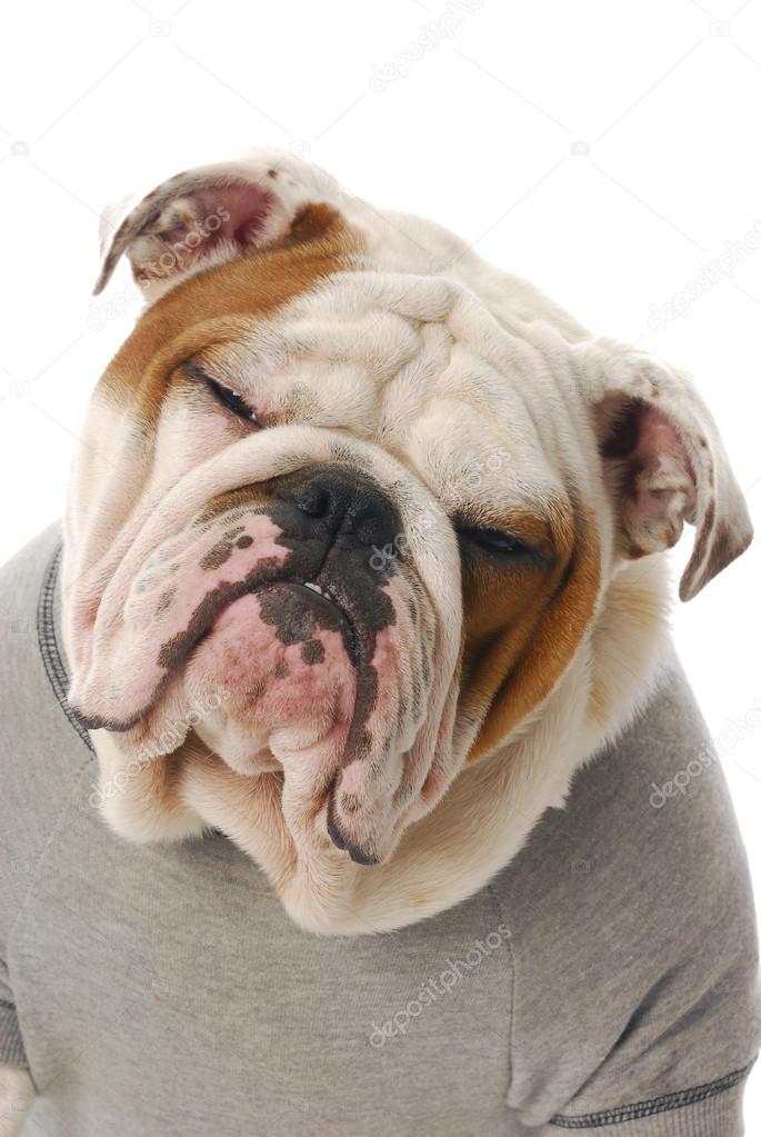 Funny looking dog Stock Photo by ©willeecole 13819515