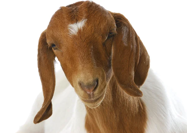 ᐈ Boer goat stock pics, Royalty Free boer goat images | download on ...