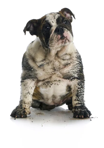 Dirty puppy Stock Photos, Royalty Free Dirty puppy Images | Depositphotos