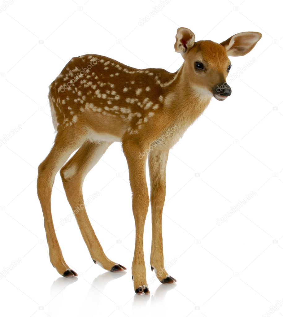 Fawn Stock Photo by ©willeecole 13883867