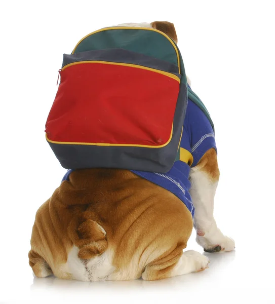 Dog school Stock Photo by ©willeecole 13894560