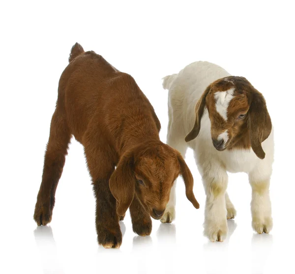 Twin goats Stock Photo by ©willeecole 13894900