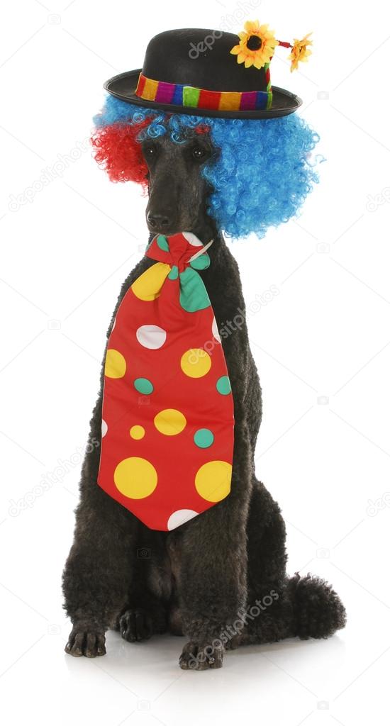Dog clown Stock Photo by ©willeecole 13894770
