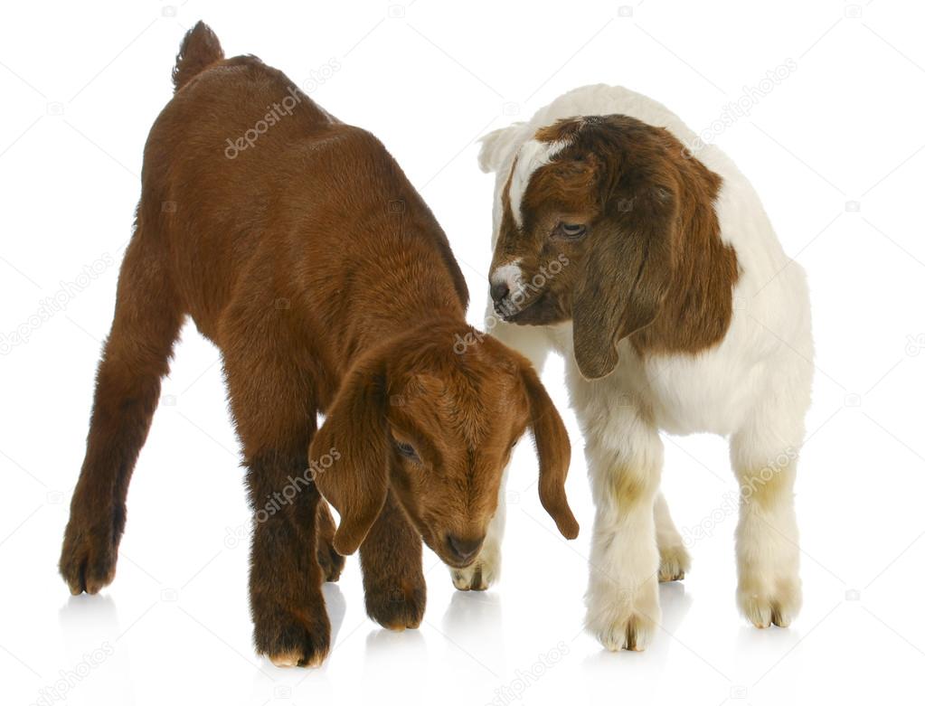 Two baby goats Stock Photo by ©willeecole 13894897