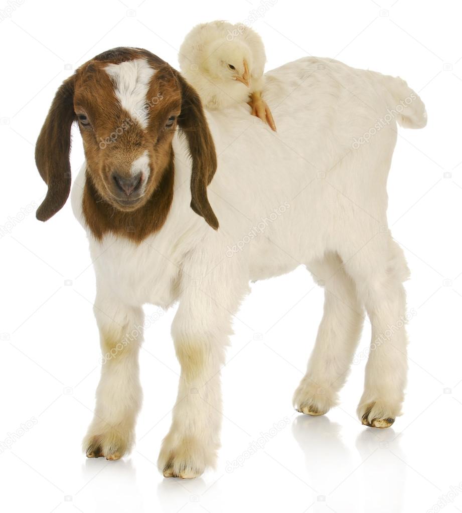 Baby farm animals Stock Photo by ©willeecole 13894912