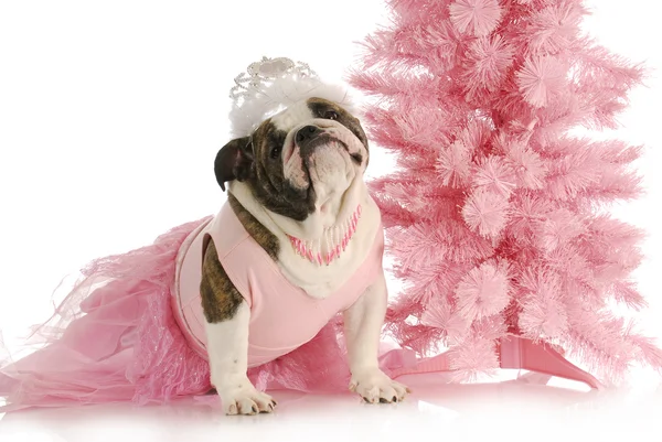 Spoiled dog Stock Photos, Royalty Free Spoiled dog Images | Depositphotos