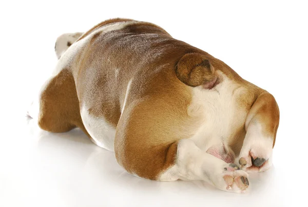 Dog bum Stock Photos, Royalty Free Dog bum Images | Depositphotos