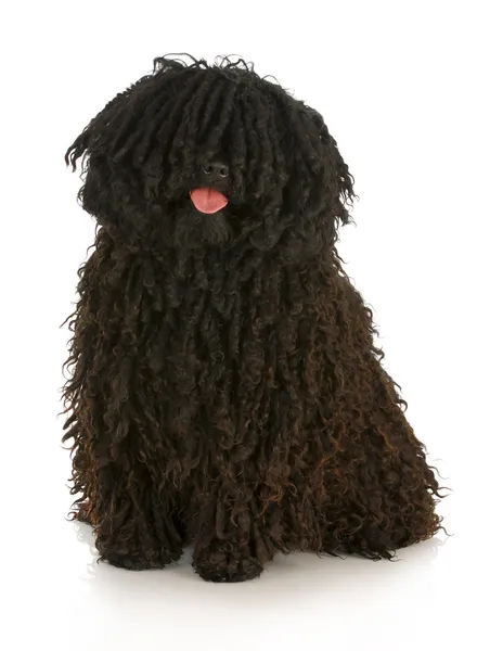 Hungarian puli dog Stock Photos, Royalty Free Hungarian puli dog Images ...