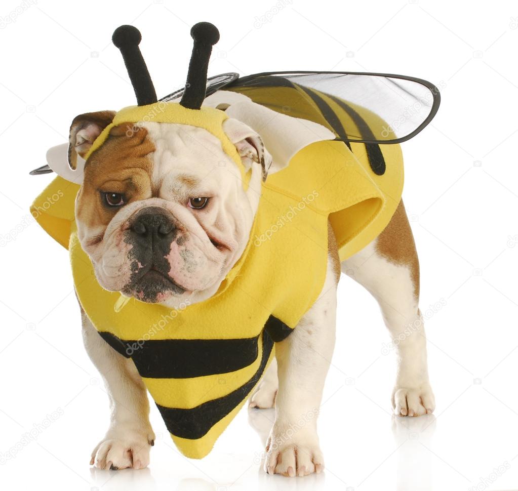 Dog dressed like a bee — Stock Photo © willeecole #13910692