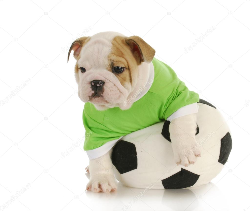 Puppies Playing Soccer