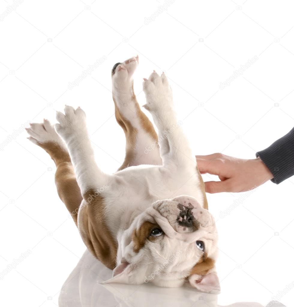 Tummy rub Stock Photo by ©willeecole 13918379