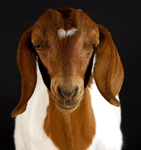 Boer Goat Face