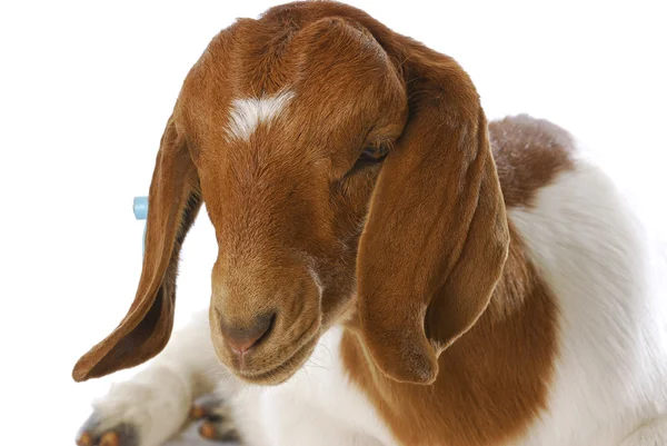 Boer Goat Face