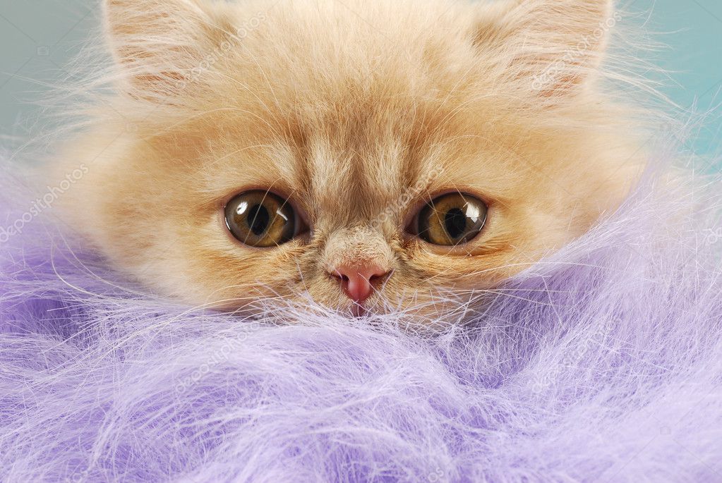 Surprised kitten — Stock Photo © willeecole #13920101