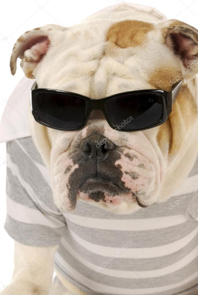 Cool dog Stock Photo by ©willeecole 13920552