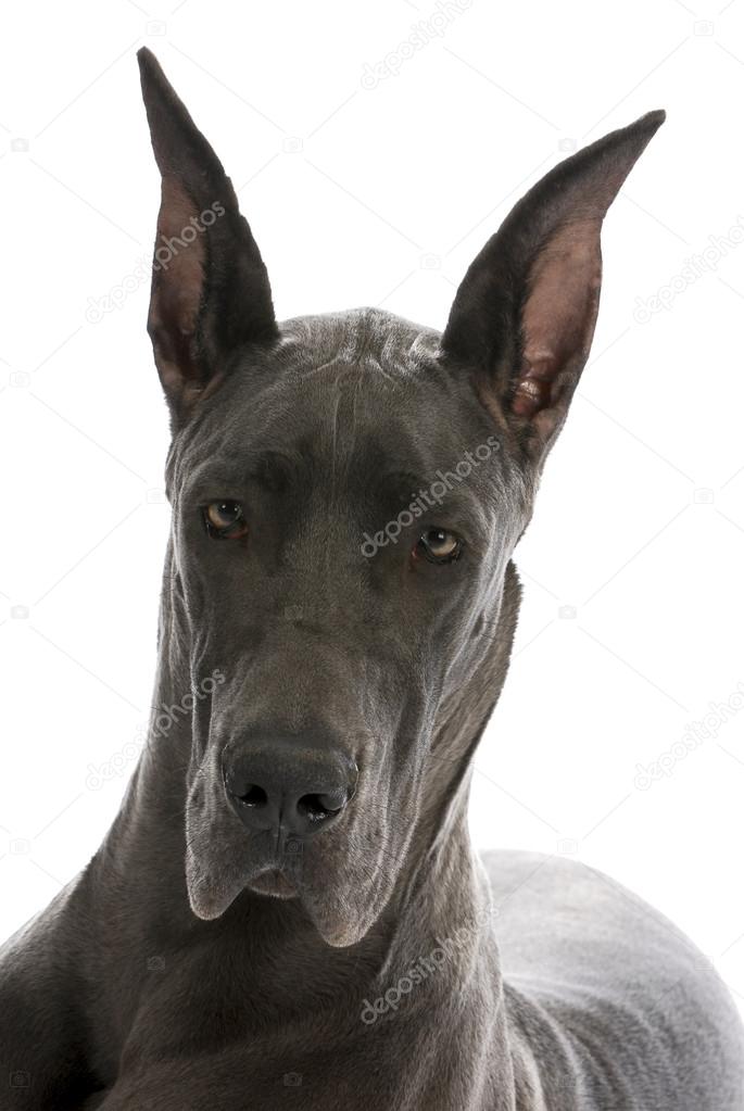 Chocolate Great Danes