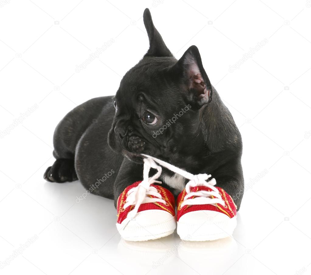 Puppy chewing shoes Stock Photo by ©willeecole 13923251