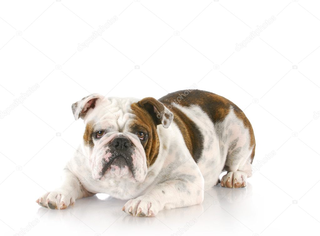 Bulldog laying down Stock Photo by ©willeecole 13923551
