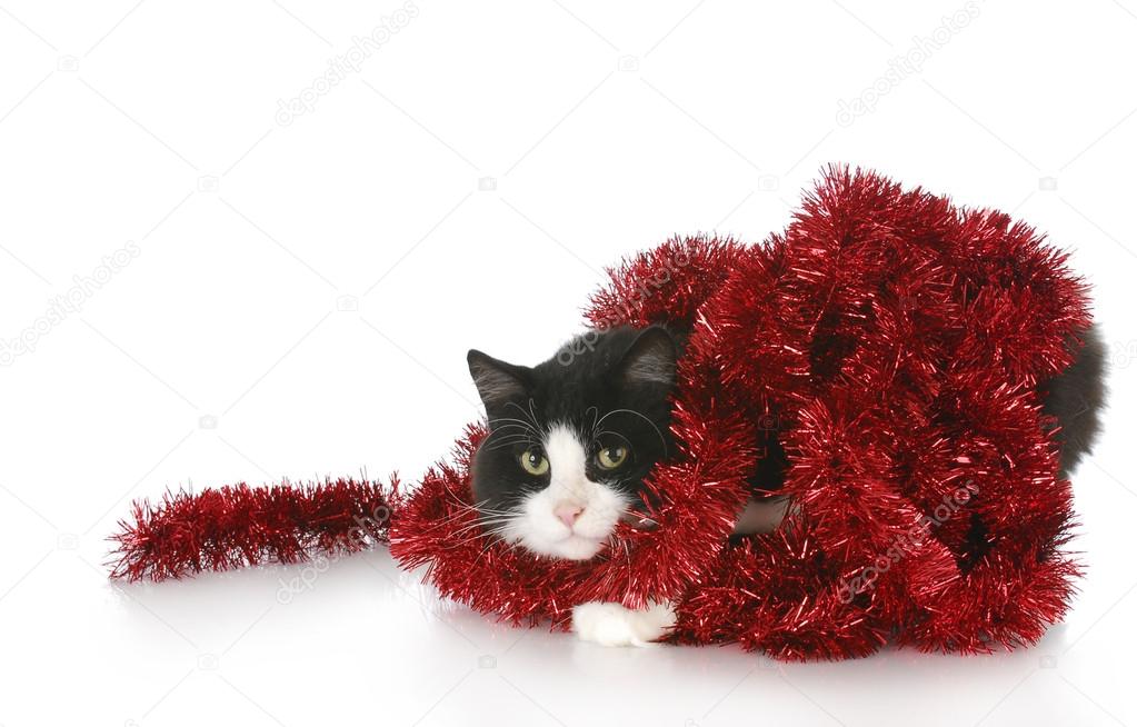 Cat tangled in red garland Stock Photo by ©willeecole 13924601