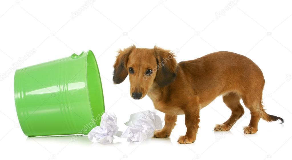 Bad dog — Stock Photo © willeecole #15794899