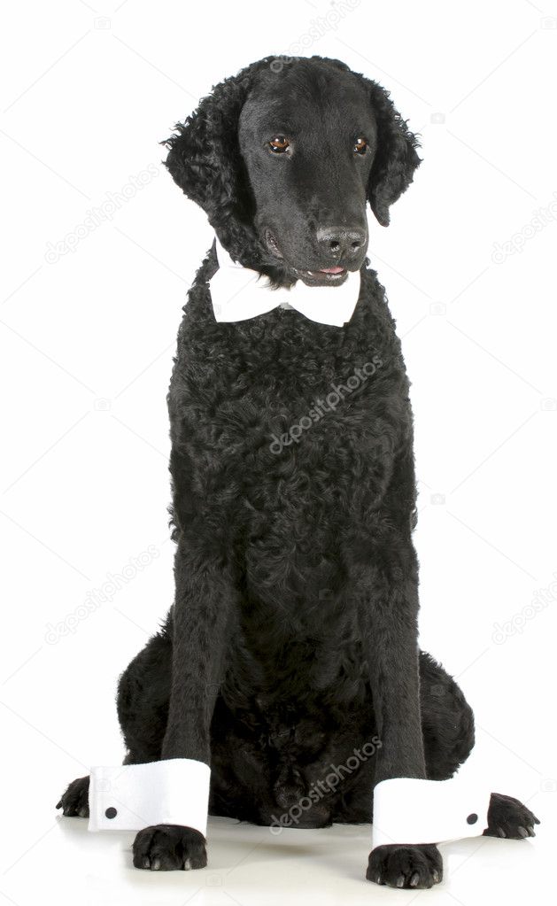 Formal dog — Stock Photo © willeecole #16314301
