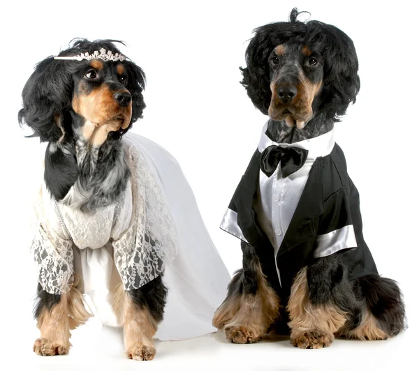 Mariage de chien images libres de droit, photos de Mariage de chien ...