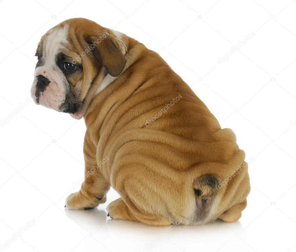 Wrinkly puppy — Stock Photo © willeecole #18435909