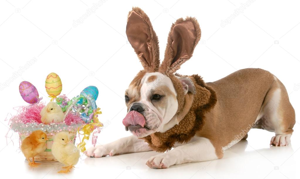 Easter dog Stock Photo by ©willeecole 24014635