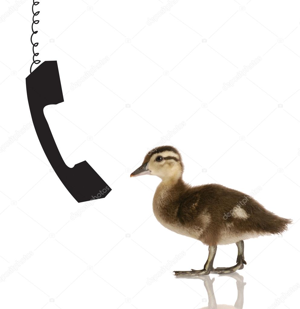 Baby mallard duck talking on the phone Stock Photo by ©willeecole 24135131
