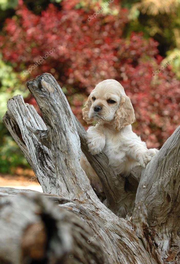 Buff American Cocker Spaniel Puppy