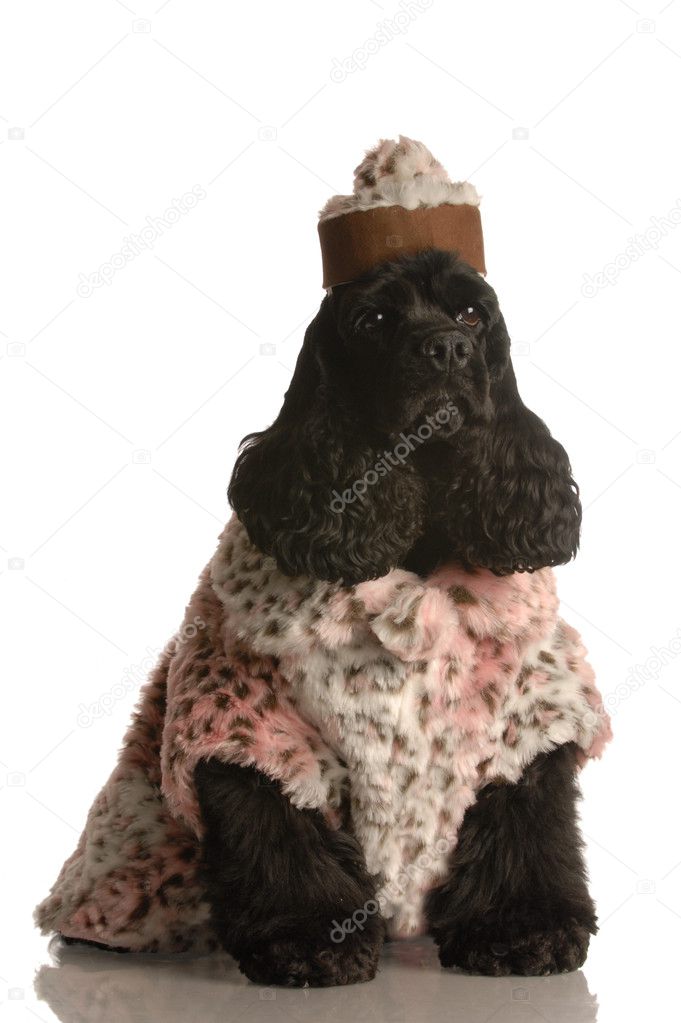 American cocker spaniel dressed up in fur coat and hat Stock Photo by ...