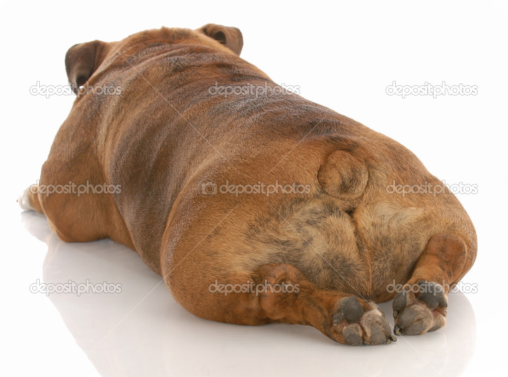 English bulldog from the backside — Stock Photo © willeecole #24159933