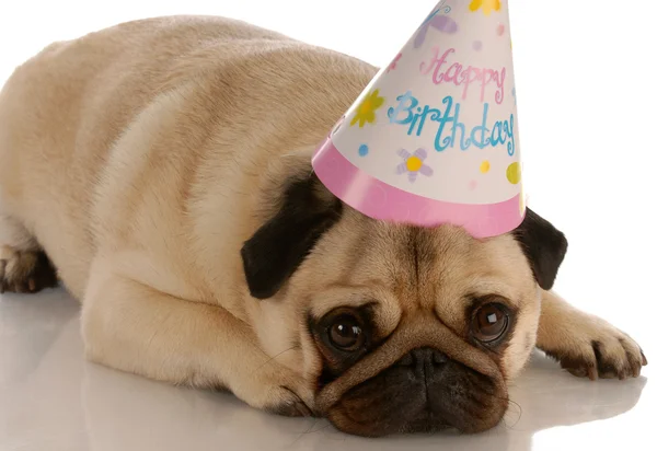 Pug standing wearing birthday hat — Stock Photo © willeecole #24175359