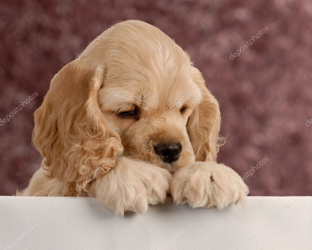 Amerikansk cocker spaniel valp med tassar över vita förgrunden ...