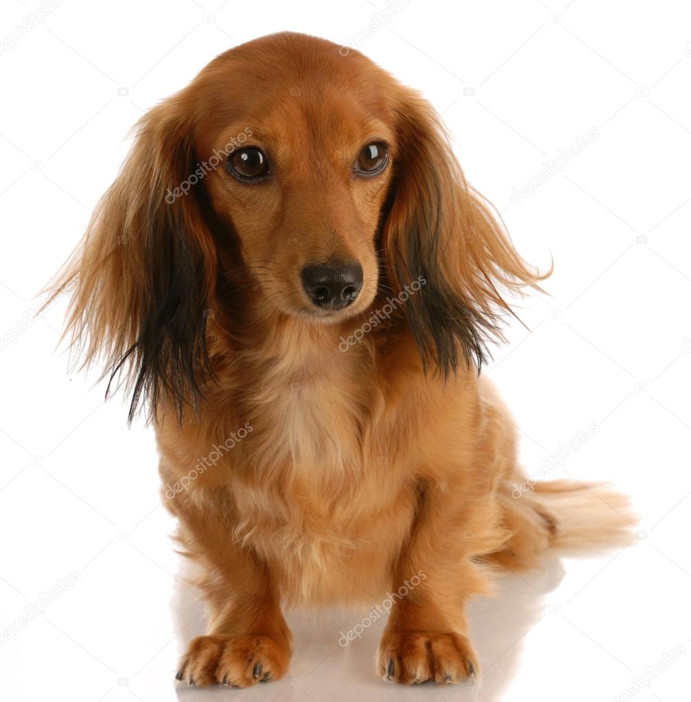 séance femelle de teckel miniature poil long — Photographie willeecole ...