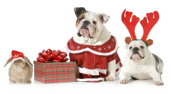 Christmas pets Stock Photos, Royalty Free Christmas pets Images ...