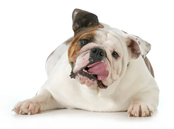 Dog panting Stock Photos, Royalty Free Dog panting Images | Depositphotos