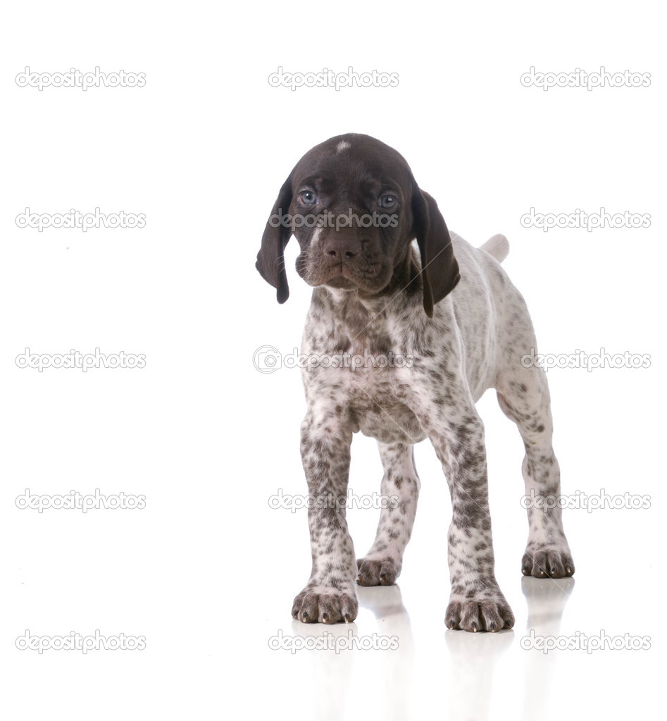 German shorthaired pointer puppy — Stock Photo © willeecole #44240253