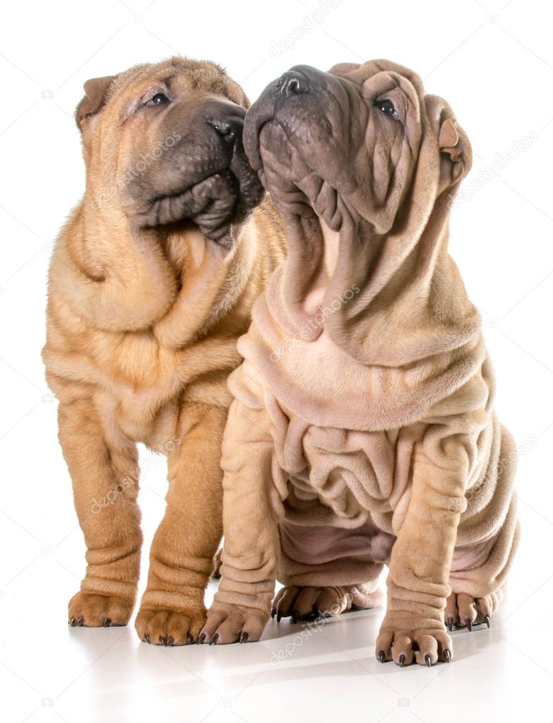 Two chinese shar pei puppies Stock Photo by ©willeecole 44240559