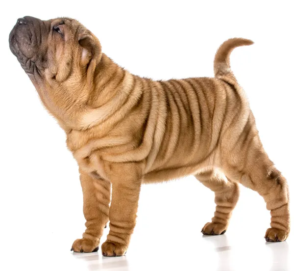 Shar pei Stock Photos, Royalty Free Shar pei Images | Depositphotos