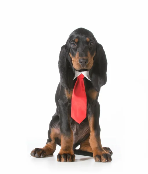 Male dog Stock Photos, Royalty Free Male dog Images | Depositphotos