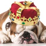 Crown king dog Stock Photo by ©damedeeso 92224236