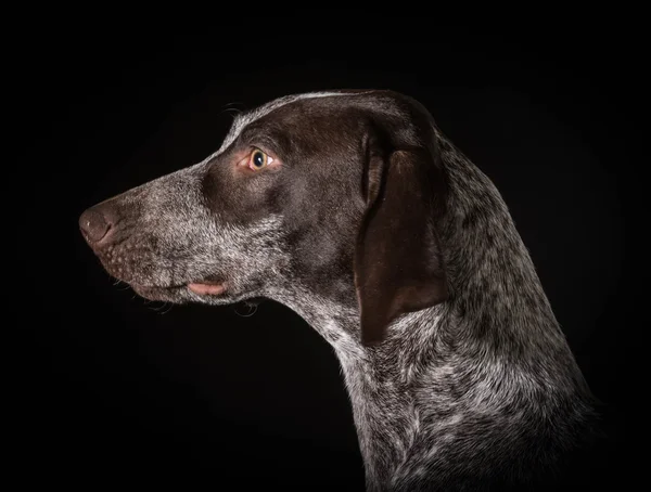 Great dane grey with black spots | Puppy great dane dog grey with black ...