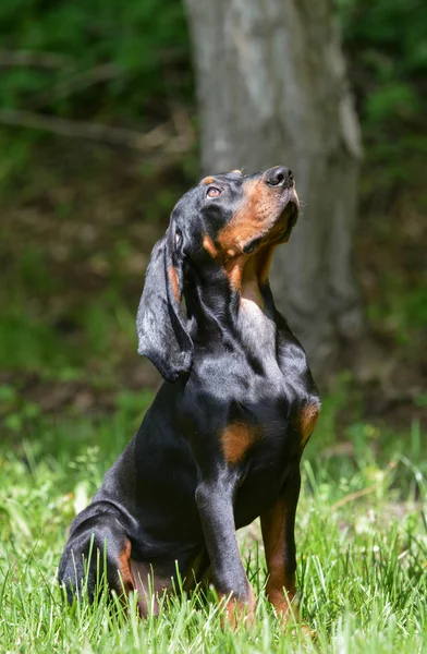 Coonhound Stock Photos, Royalty Free Coonhound Images | Depositphotos