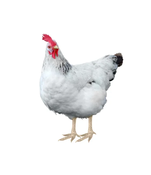White hen Stock Photo by ©slena 14208918