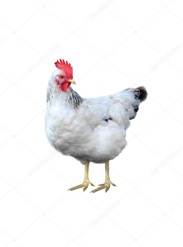 Live White Chicken