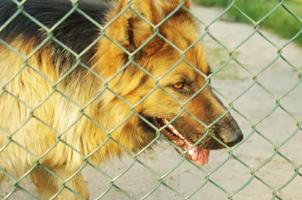 Encaged Pictures, Encaged Stock Photos & Images | Depositphotos®