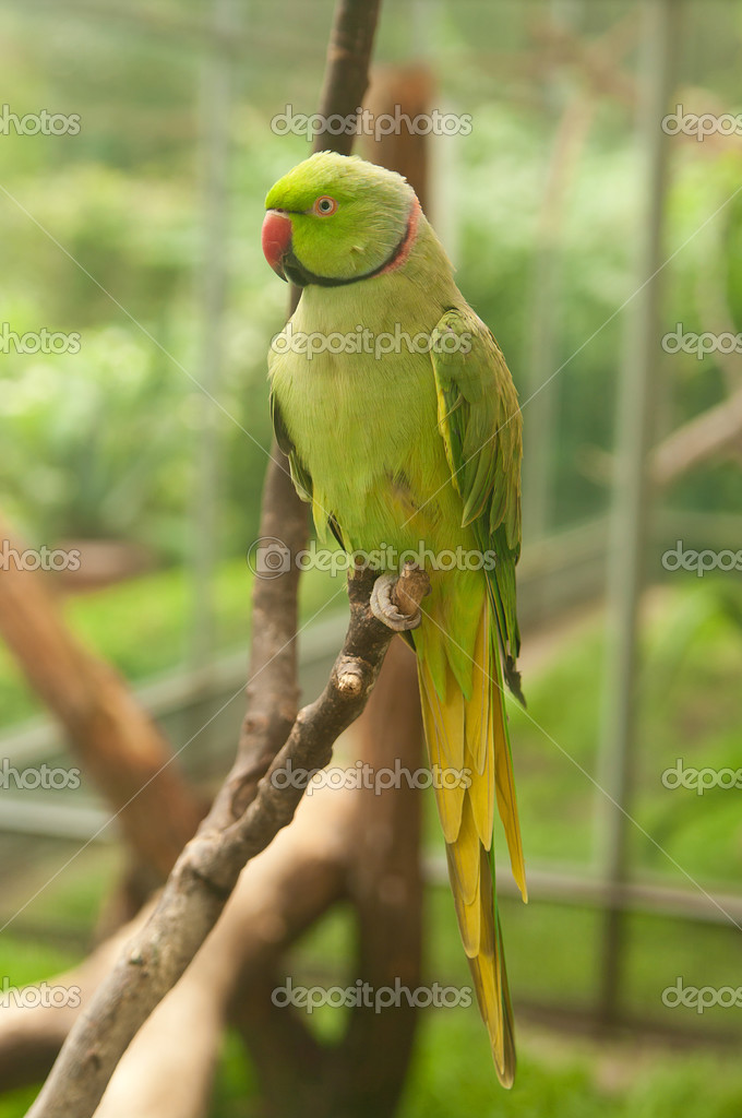 Green Parrot Red Beak