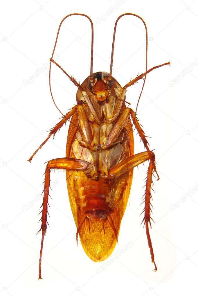 Cockroach bottom view isolated on white — Stock Photo © Kasza #25008723