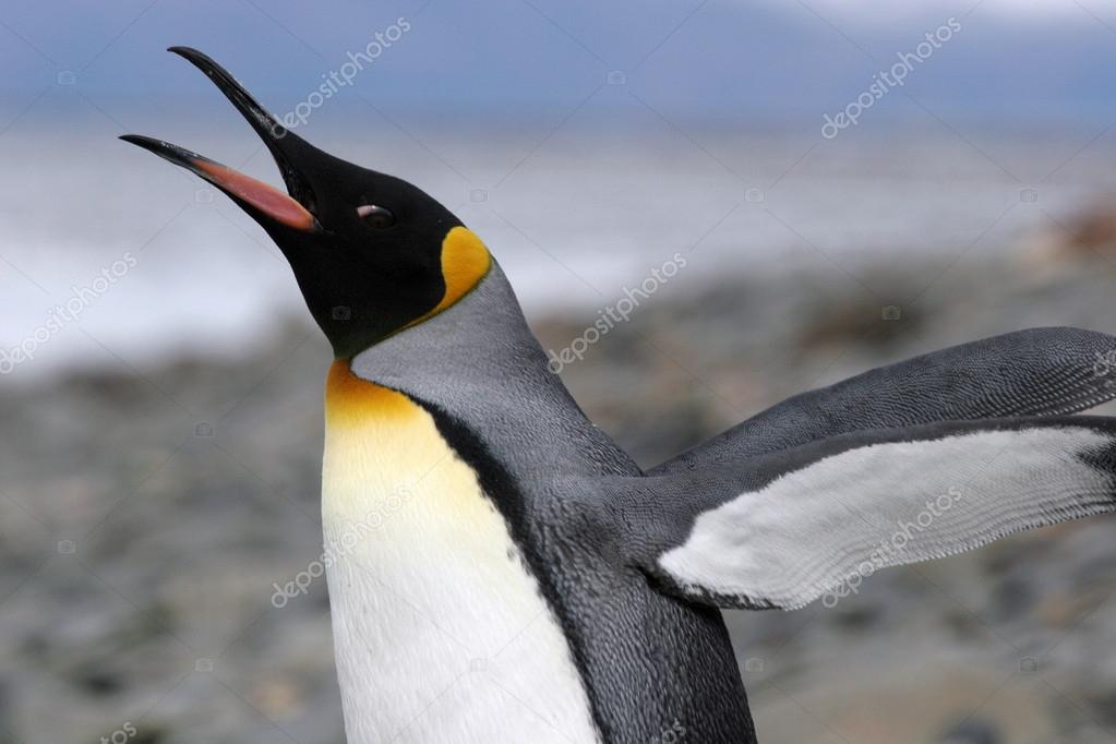 King Penguin stretches his wings, South Georgia — Stock Photo ...
